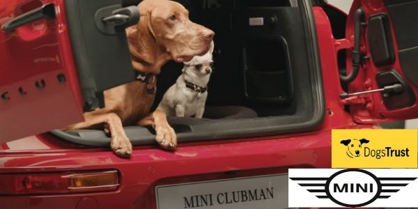 MINI to Partner with Dogs Trust - CVS Ltd